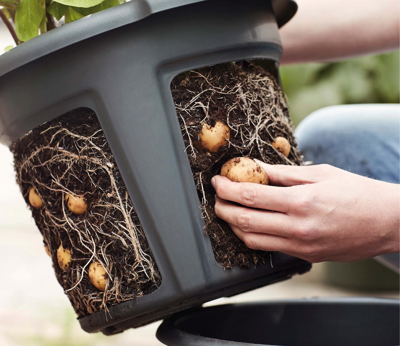 Aardappelen kweken – 5 stappen tot succesvolle oogst - Tuincentrum ...