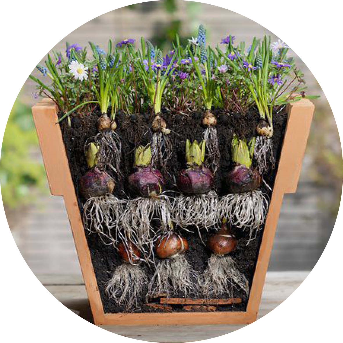 Bloembollen planten: 10 tips - Tuincentrum Pelckmans