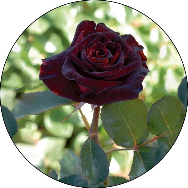 Top 10 mooiste rozen - Tuincentrum Pelckmans