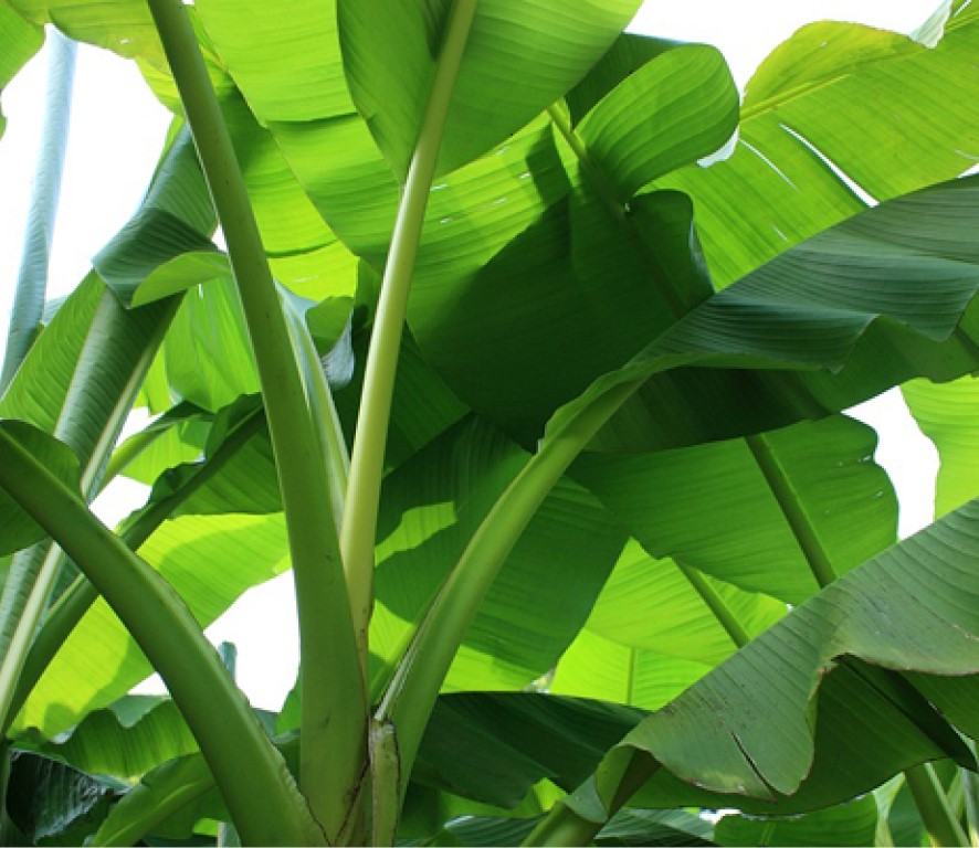 Musa - Een bananenboom in je woonkamer - Tuincentrum Pelckmans