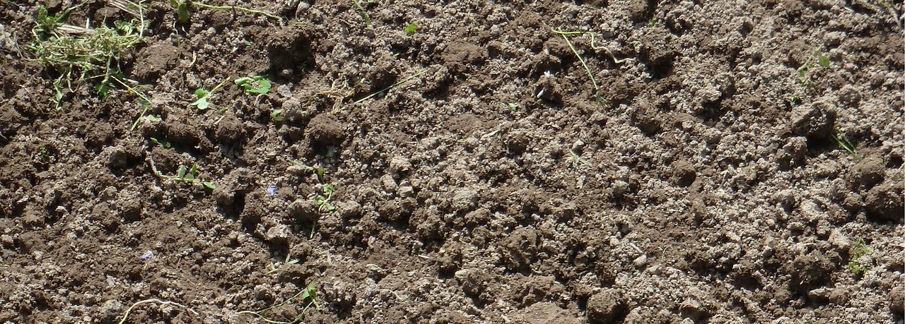 Gouden tips voor een gezonde bodem - Tuincentrum Pelckmans