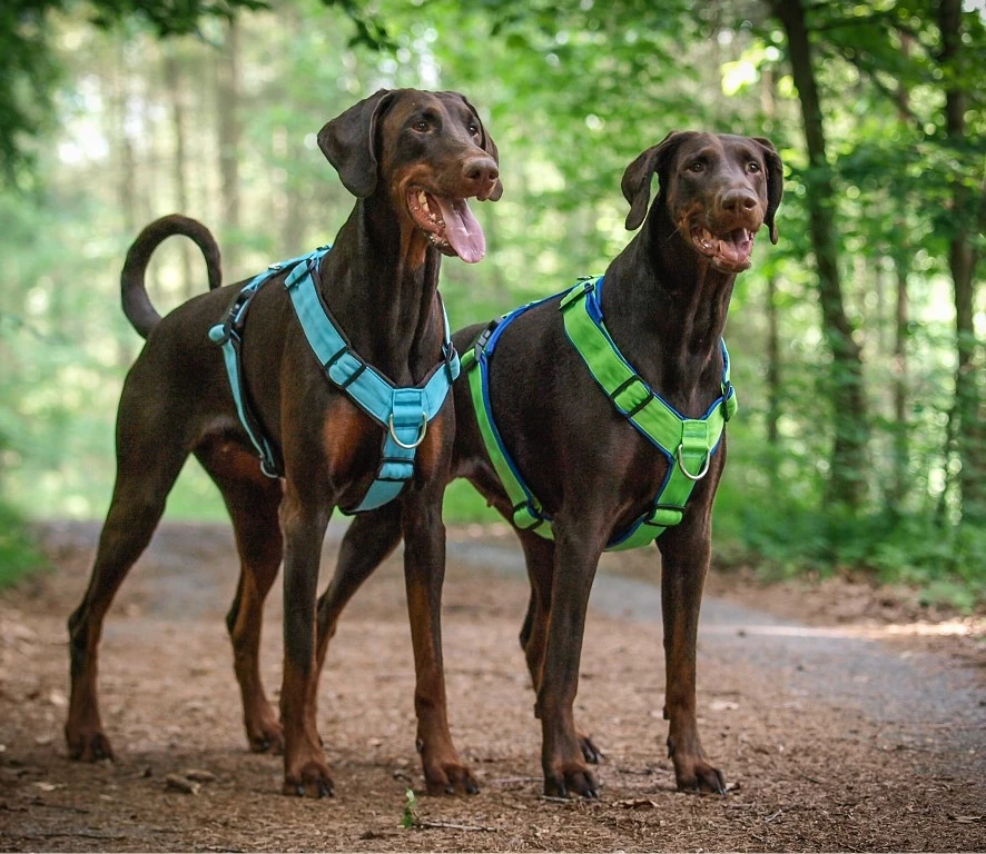 Wandelen met je hond: een halsband of hondentuig? - Tuincentrum Pelckmans