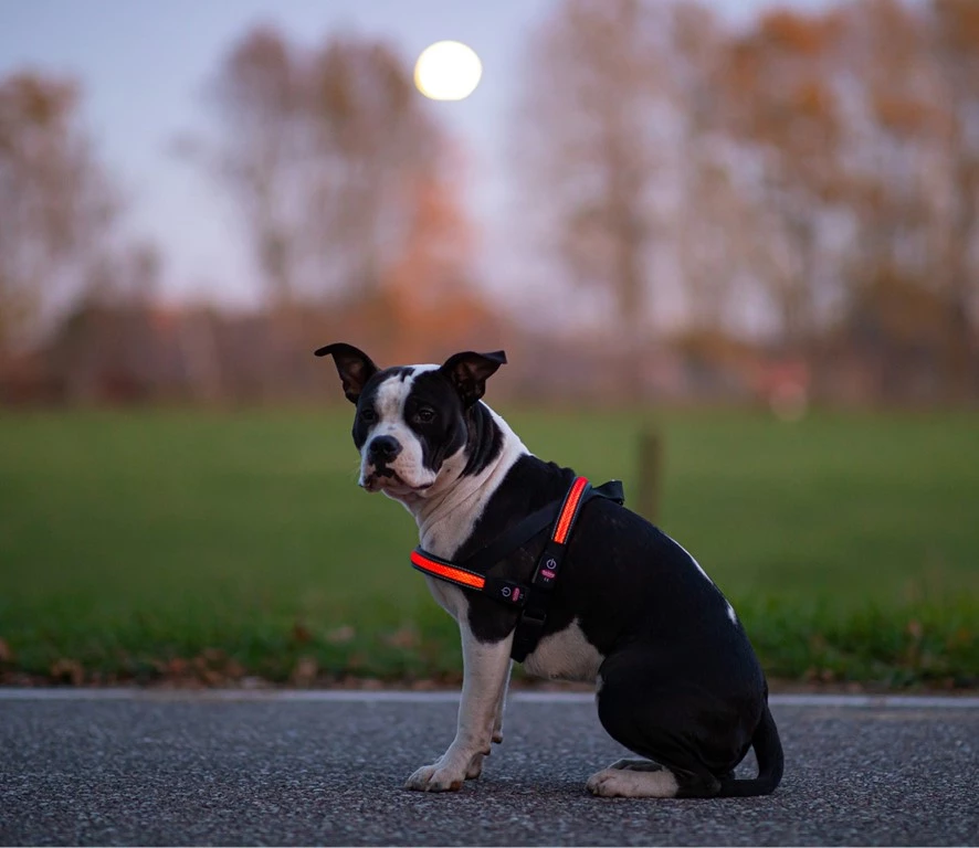 Wandelen met je hond: een halsband of hondentuig? - Tuincentrum Pelckmans