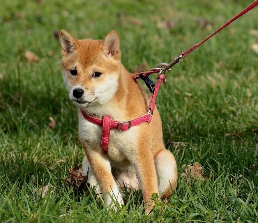 Wandelen met je hond: een halsband of hondentuig? - Tuincentrum Pelckmans