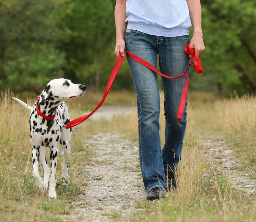 Wandelen met je hond: een halsband of hondentuig? - Tuincentrum Pelckmans