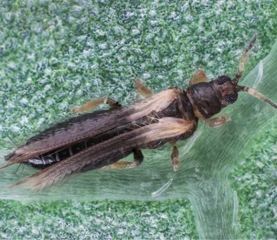 Kriebelende kruipers - 5 insecten die je kamerplanten kunnen teisteren ...