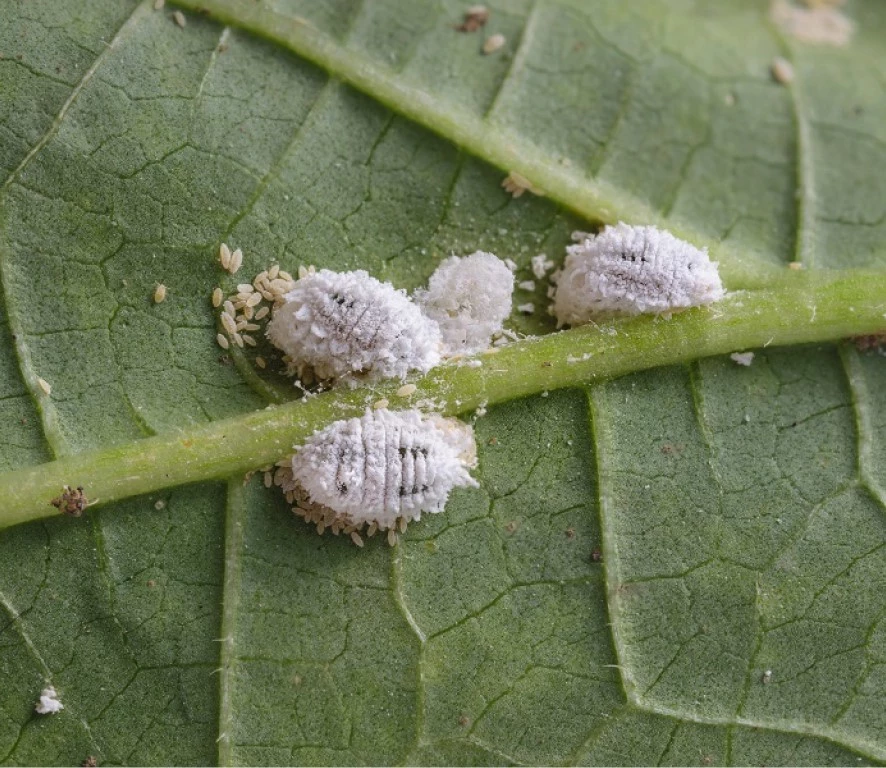 Kriebelende kruipers - 5 insecten die je kamerplanten kunnen teisteren ...