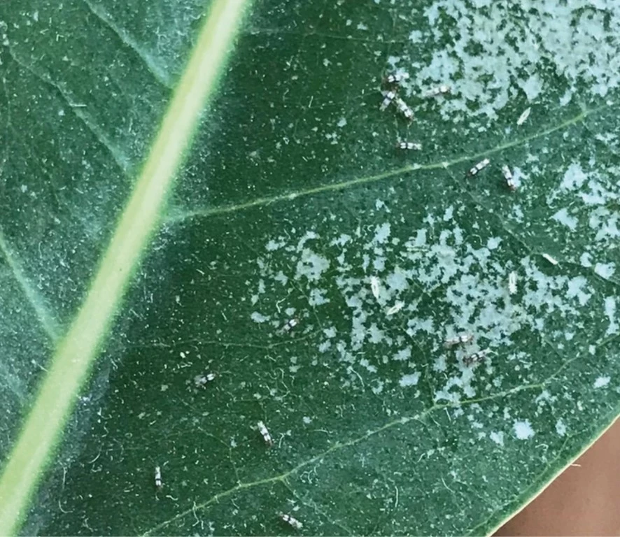 Kriebelende kruipers - 5 insecten die je kamerplanten kunnen teisteren ...