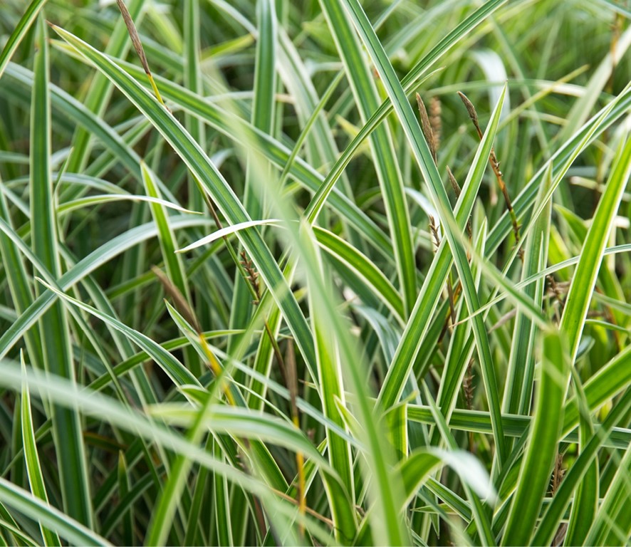 De mooiste siergrassen voor de winter - Tuincentrum Pelckmans