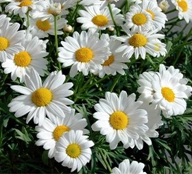 Is het nu een margriet of niet? - Tuincentrum Pelckmans