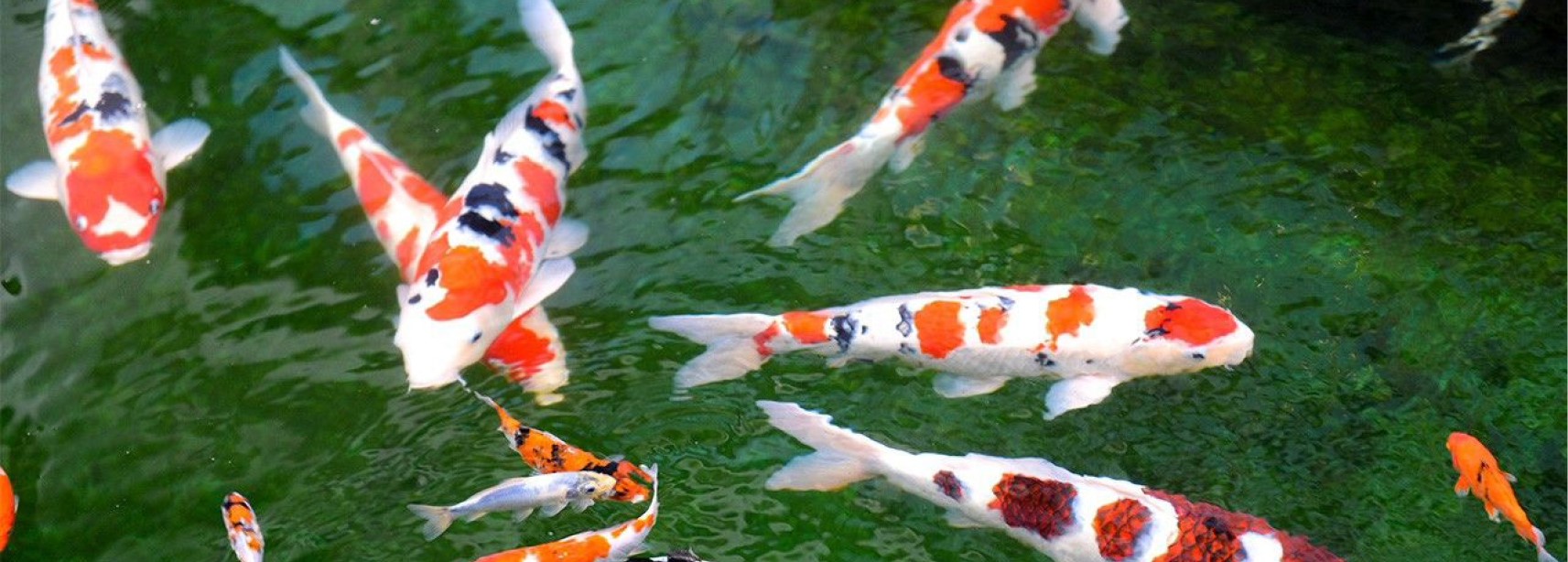 Verschillende ziektes bij je koi herkennen - Tuincentrum Pelckmans