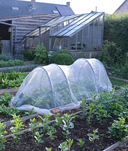 Zo kweek je wél met succes kolen - Tuincentrum Pelckmans Zo kweek je wél met succes kolen - Tuincentrum Pelckmans