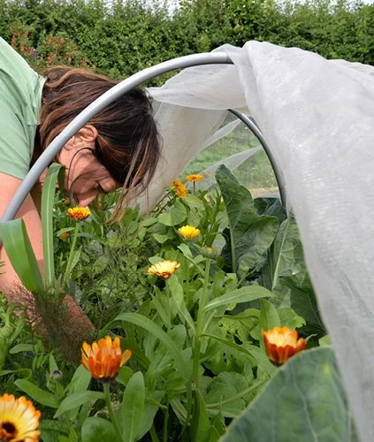 Zo kweek je wél met succes kolen - Tuincentrum Pelckmans Zo kweek je wél met succes kolen - Tuincentrum Pelckmans