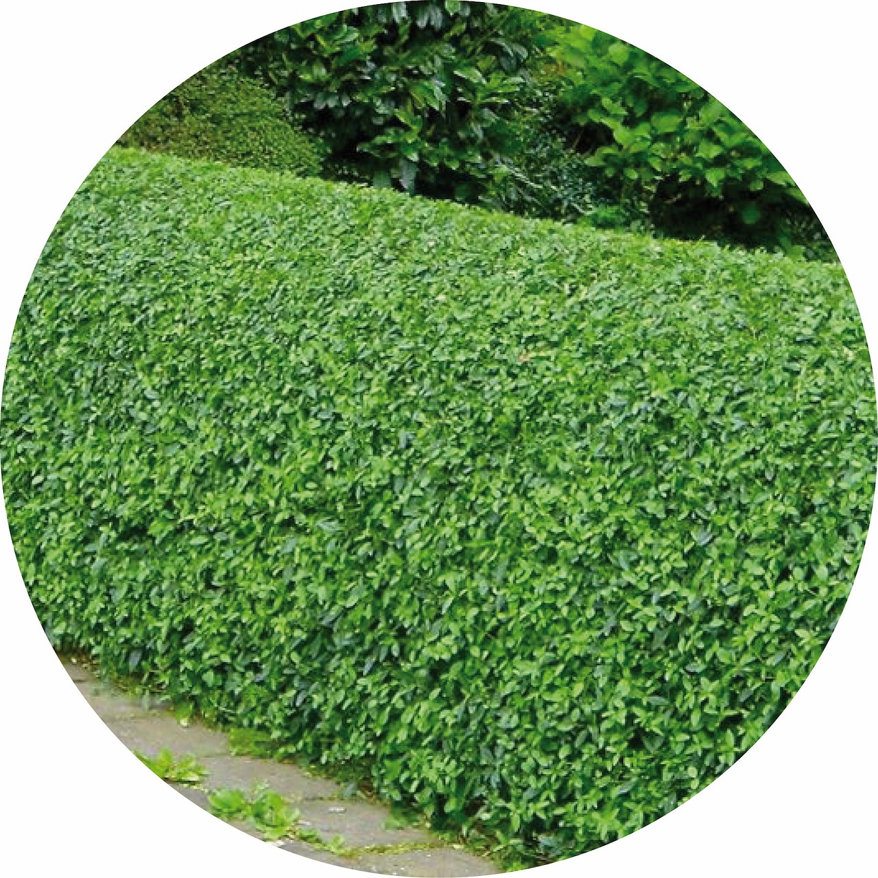 De Ligusterhaag: de perfecte haagplant! - Tuincentrum Pelckmans