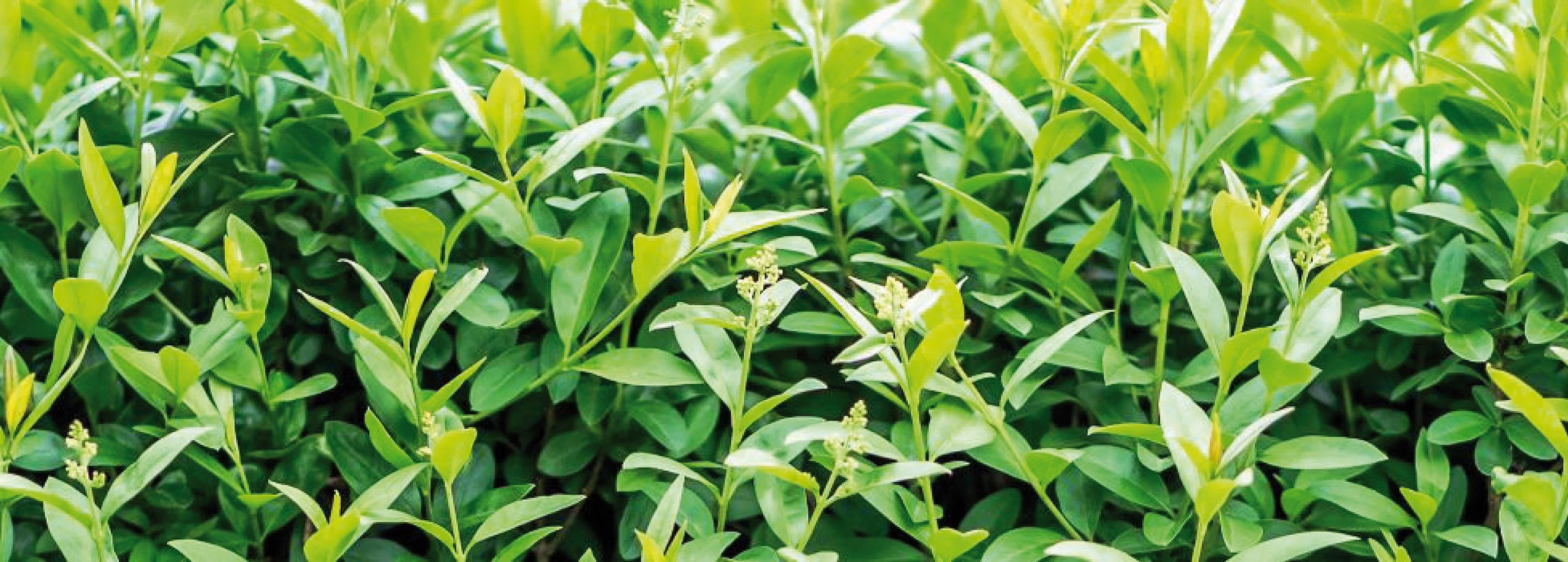 De Ligusterhaag: de perfecte haagplant! - Tuincentrum Pelckmans