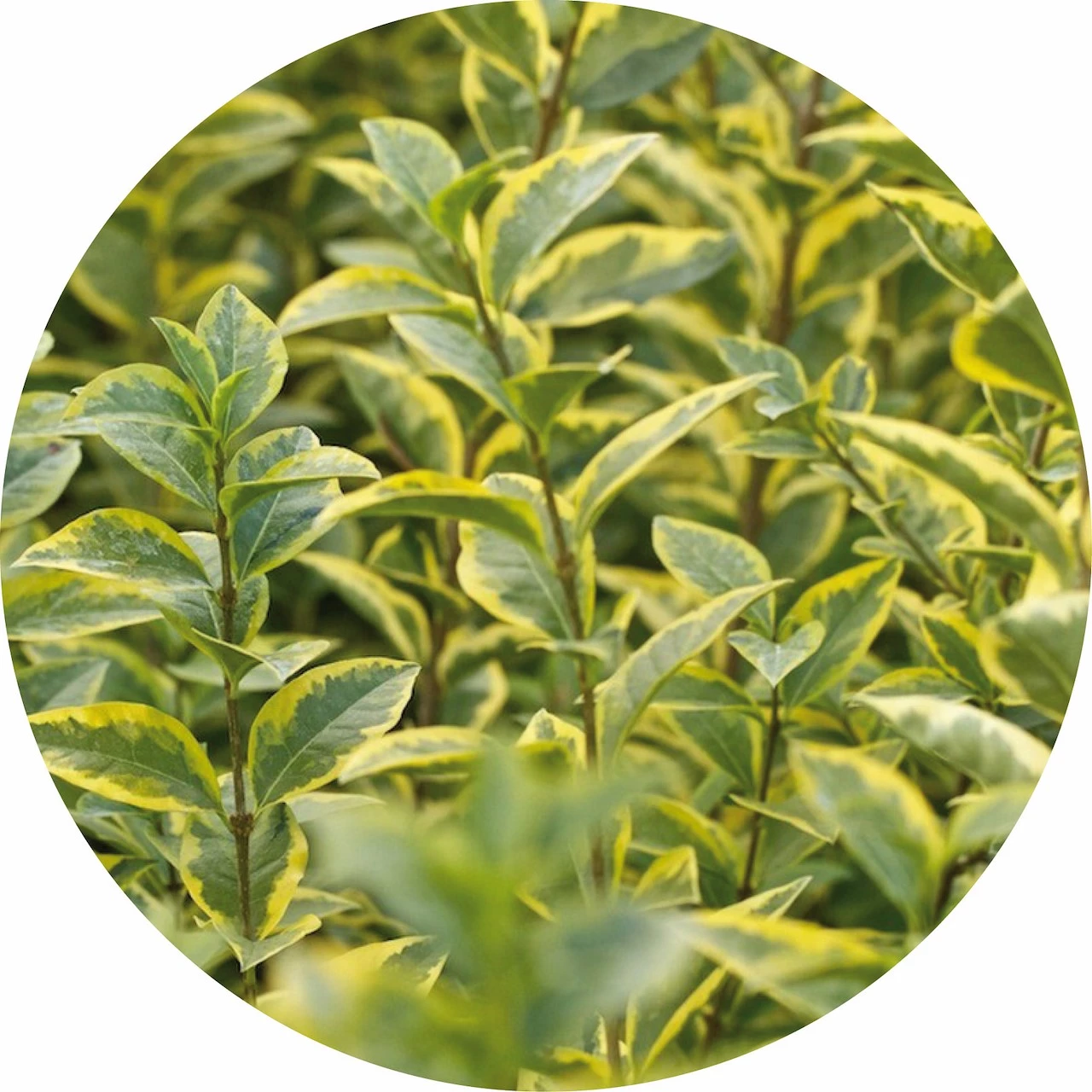 De Ligusterhaag: de perfecte haagplant! - Tuincentrum Pelckmans