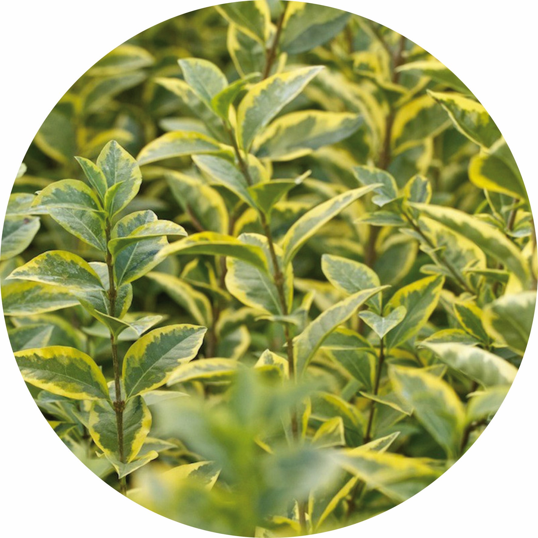 De Ligusterhaag: de perfecte haagplant! - Tuincentrum Pelckmans