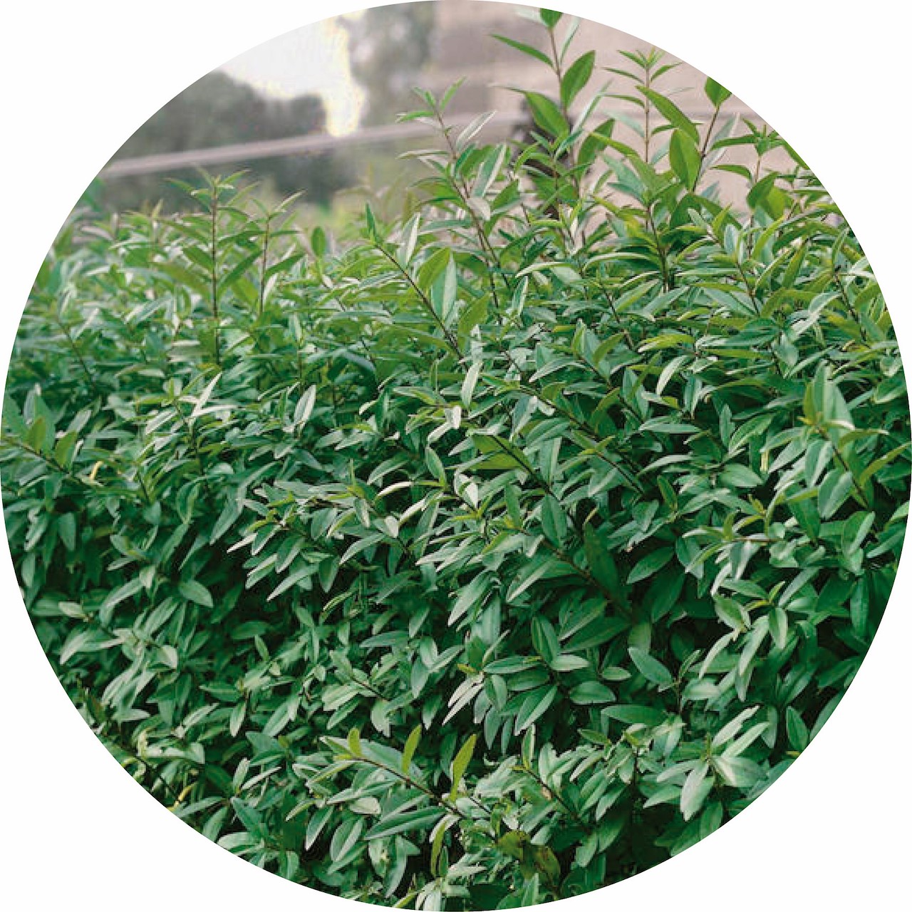 De Ligusterhaag: de perfecte haagplant! - Tuincentrum Pelckmans