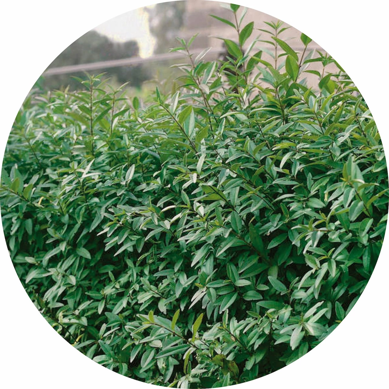 De Ligusterhaag: de perfecte haagplant! - Tuincentrum Pelckmans