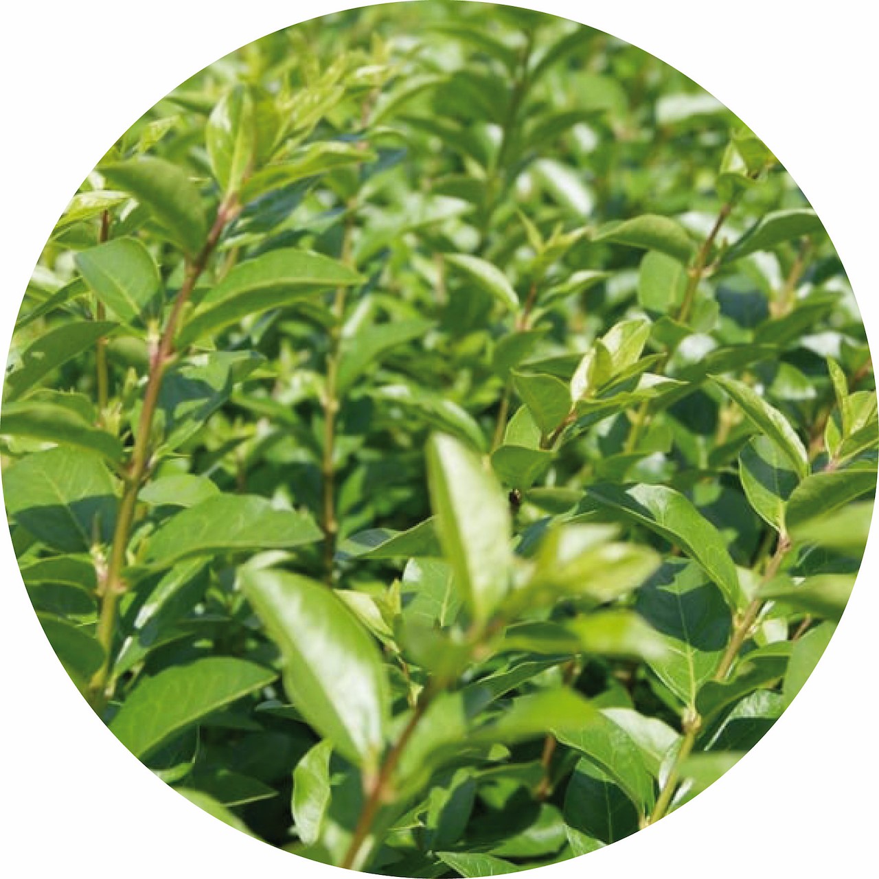 De Ligusterhaag: de perfecte haagplant! - Tuincentrum Pelckmans