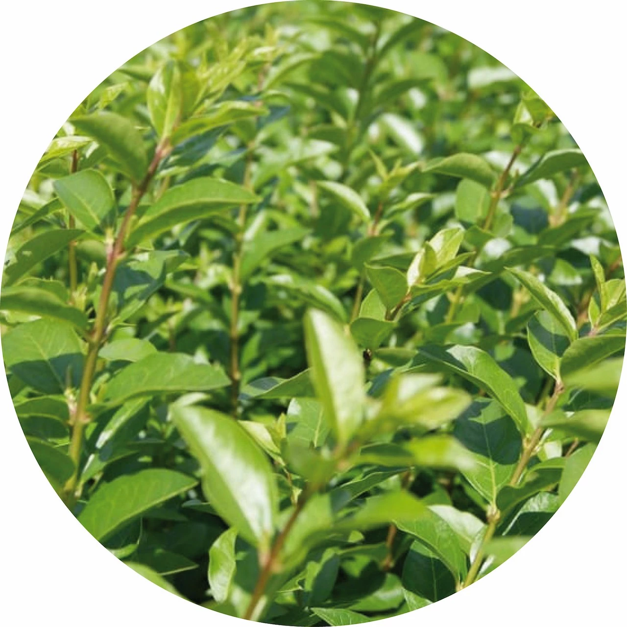 De Ligusterhaag: de perfecte haagplant! - Tuincentrum Pelckmans