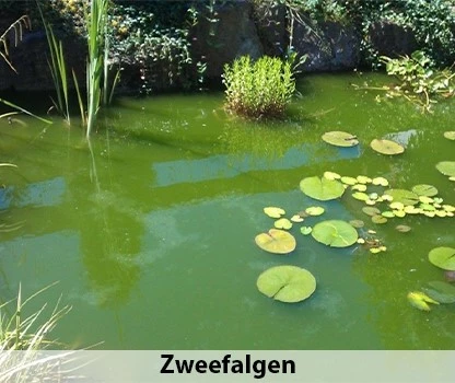 Zweef- en draadalgen in je vijver bestrijden - Tuincentrum Pelckmans