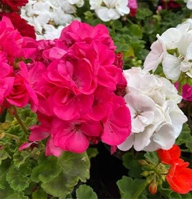 Pelargonium versus de echte Geranium - Tuincentrum Pelckmans