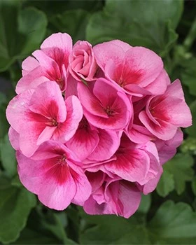 Pelargonium versus de echte Geranium - Tuincentrum Pelckmans