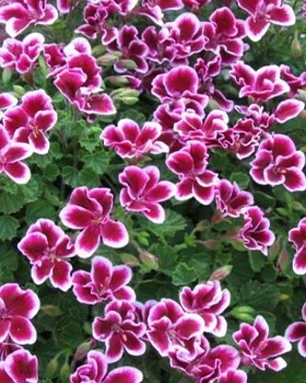 Pelargonium versus de echte Geranium - Tuincentrum Pelckmans