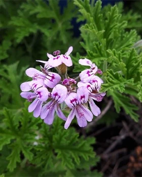 Pelargonium versus de echte Geranium - Tuincentrum Pelckmans