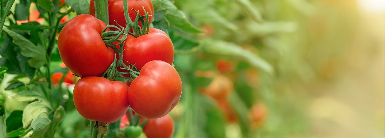 Tomatensoorten: Eindeloze smaken & vormen! - Tuincentrum Pelckmans