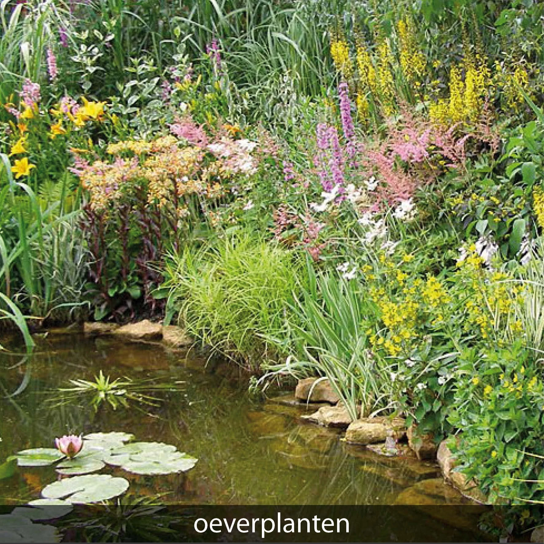Waterplanten, onmisbaar in elke vijver - Tuincentrum Pelckmans