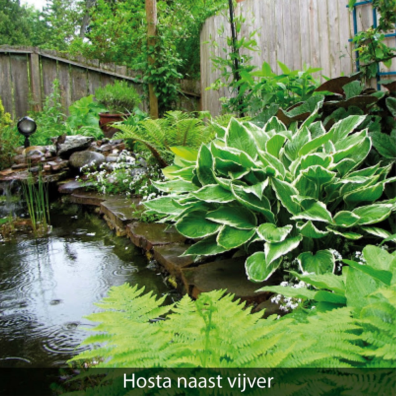 Waterplanten, onmisbaar in elke vijver - Tuincentrum Pelckmans