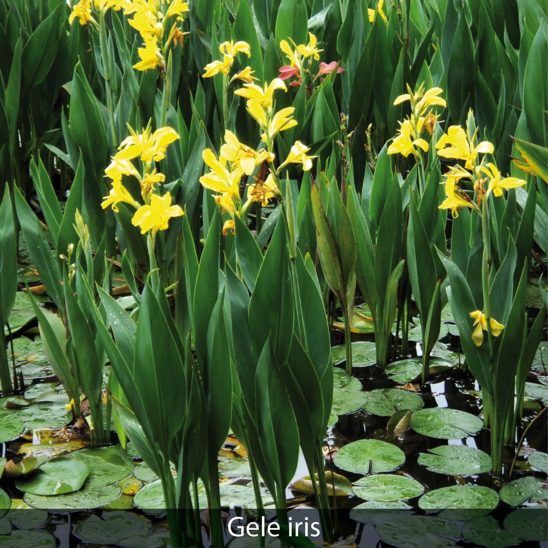 Waterplanten, onmisbaar in elke vijver - Tuincentrum Pelckmans