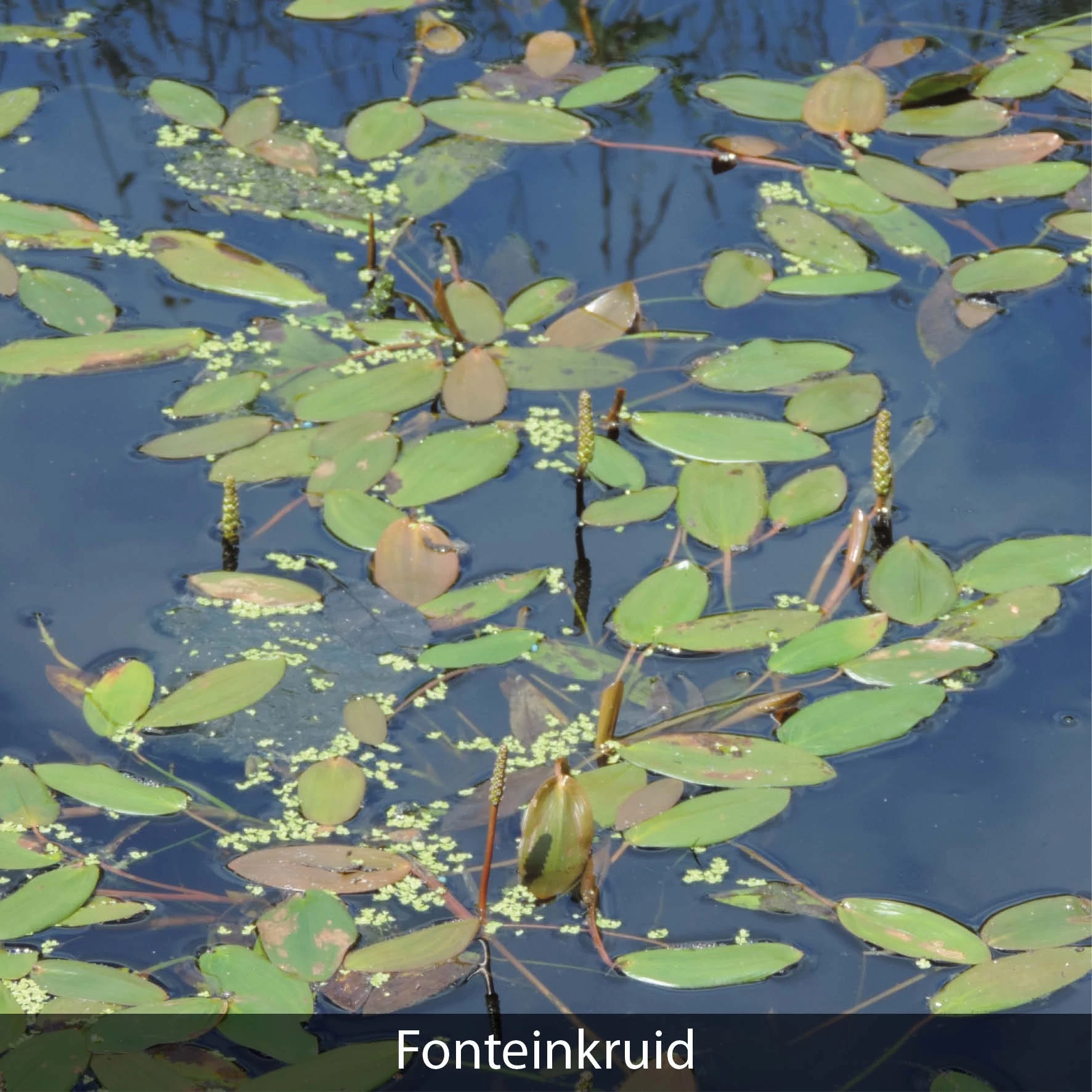 Waterplanten, onmisbaar in elke vijver - Tuincentrum Pelckmans