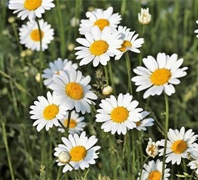 Is het nu een margriet of niet? - Tuincentrum Pelckmans