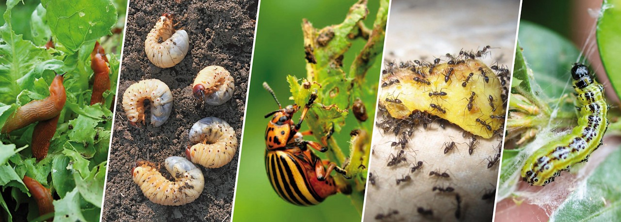Aaltjes: wat doen ze & hoe gebruik je ze? - Tuincentrum Pelckmans