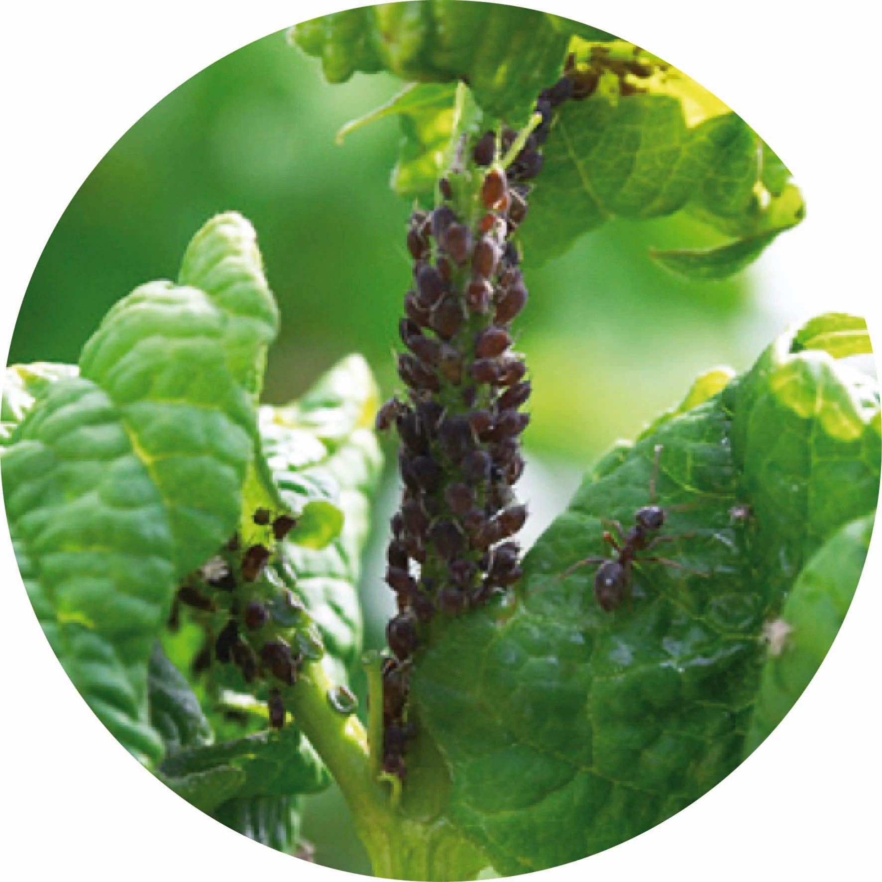 Aaltjes: wat doen ze & hoe gebruik je ze? - Tuincentrum Pelckmans