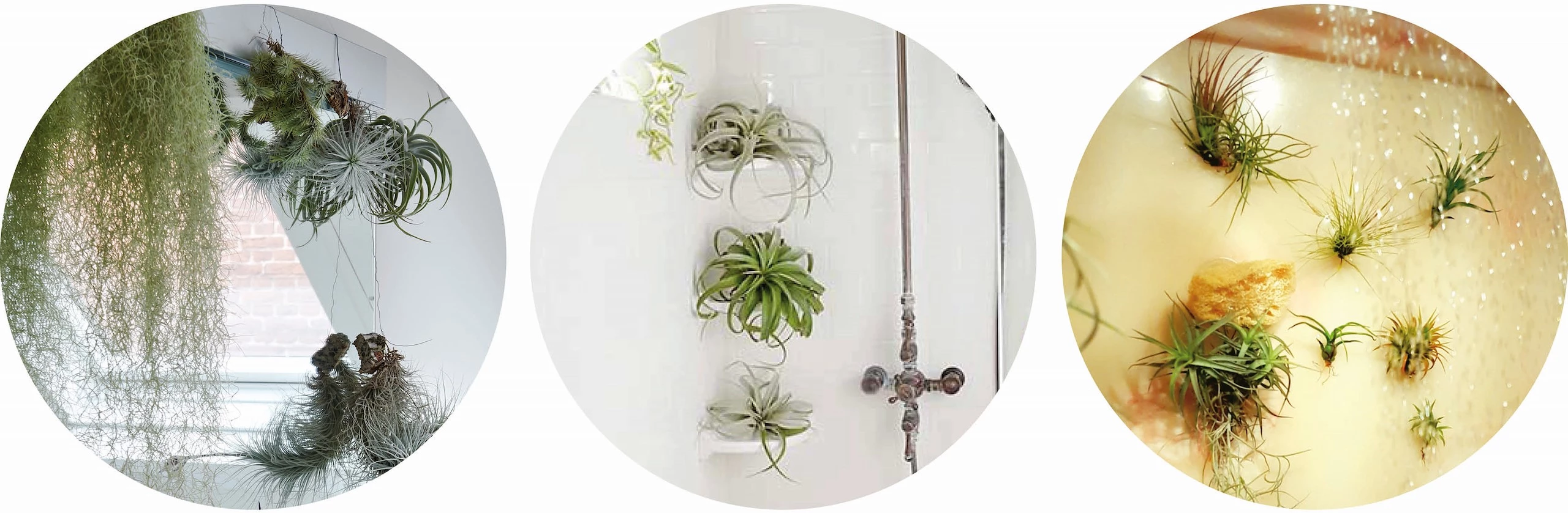 Maak van je badkamer een oase met deze planten - Tuincentrum Pelckmans