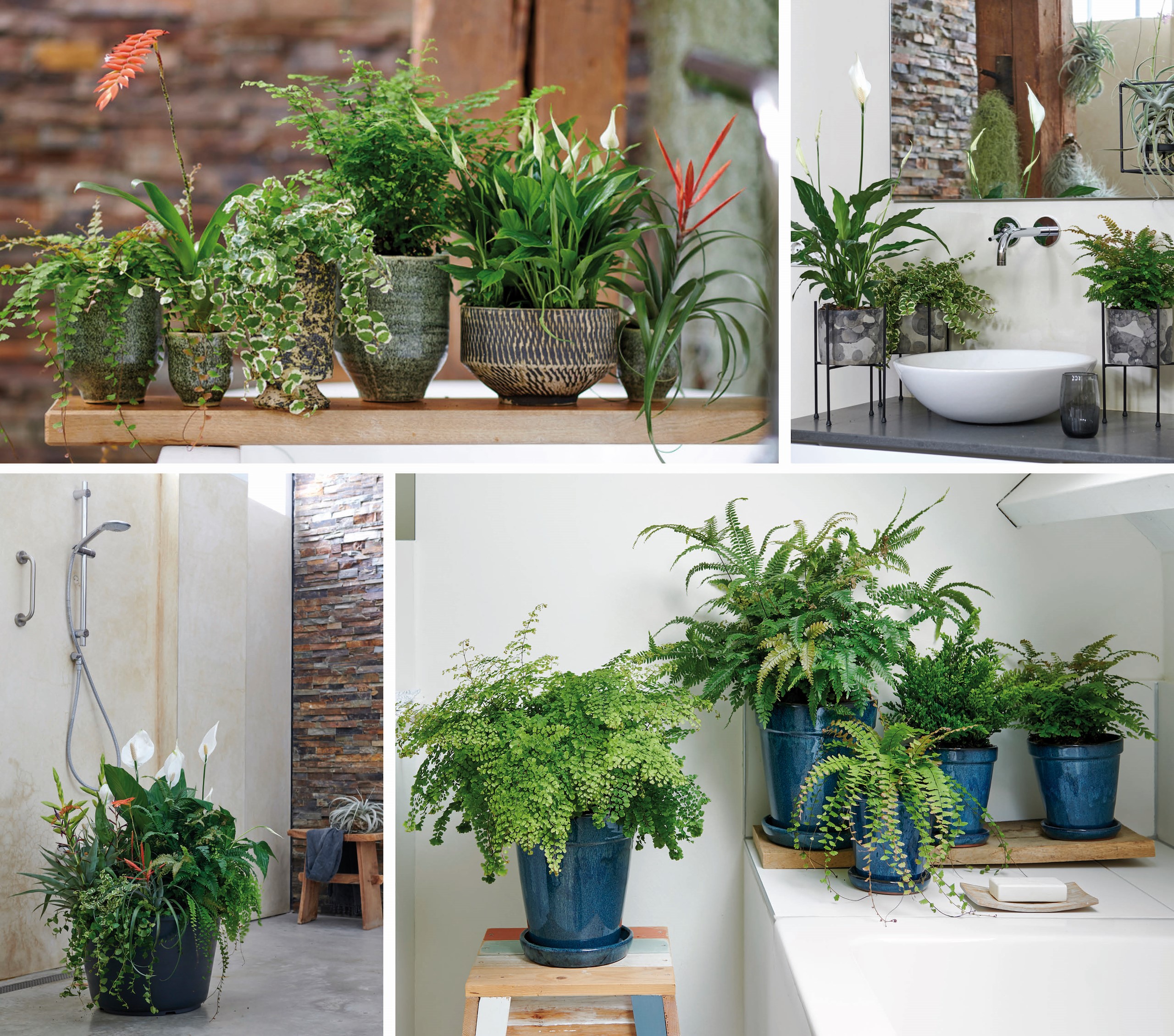 Maak van je badkamer een oase met deze planten - Tuincentrum Pelckmans