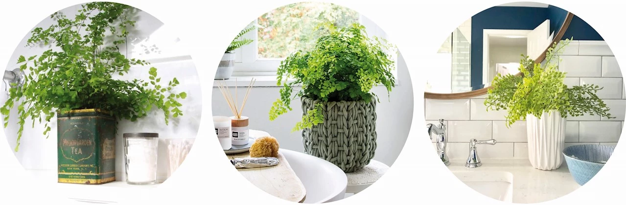 Maak van je badkamer een oase met deze planten - Tuincentrum Pelckmans