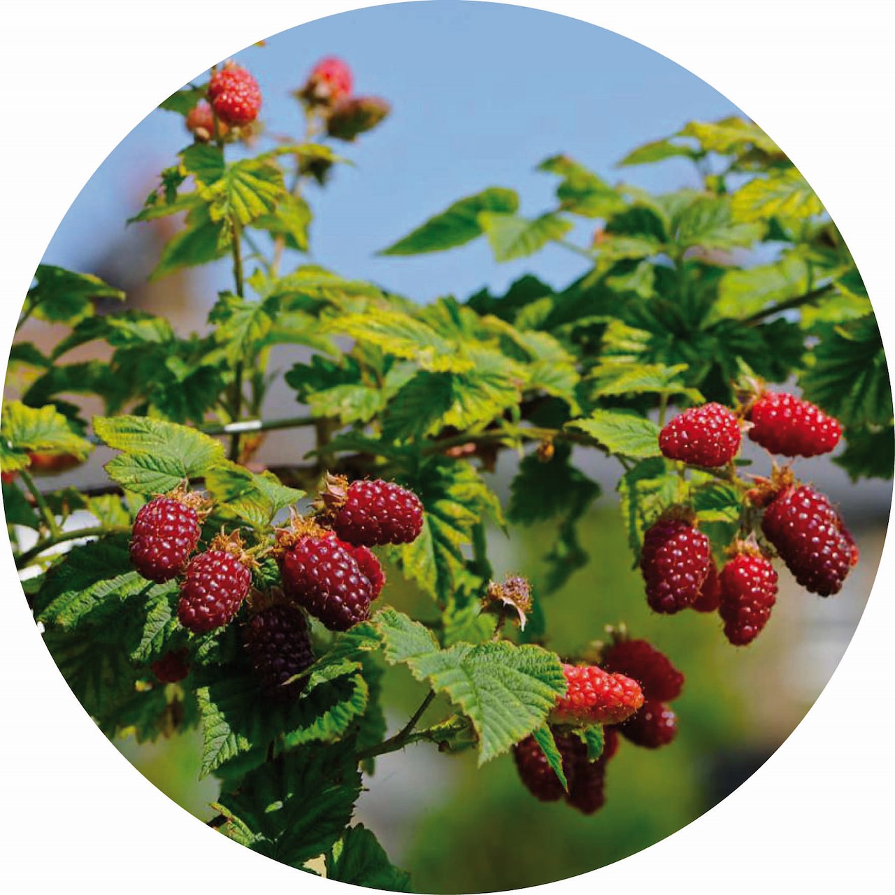 Bessen die verbazen - Tuincentrum Pelckmans