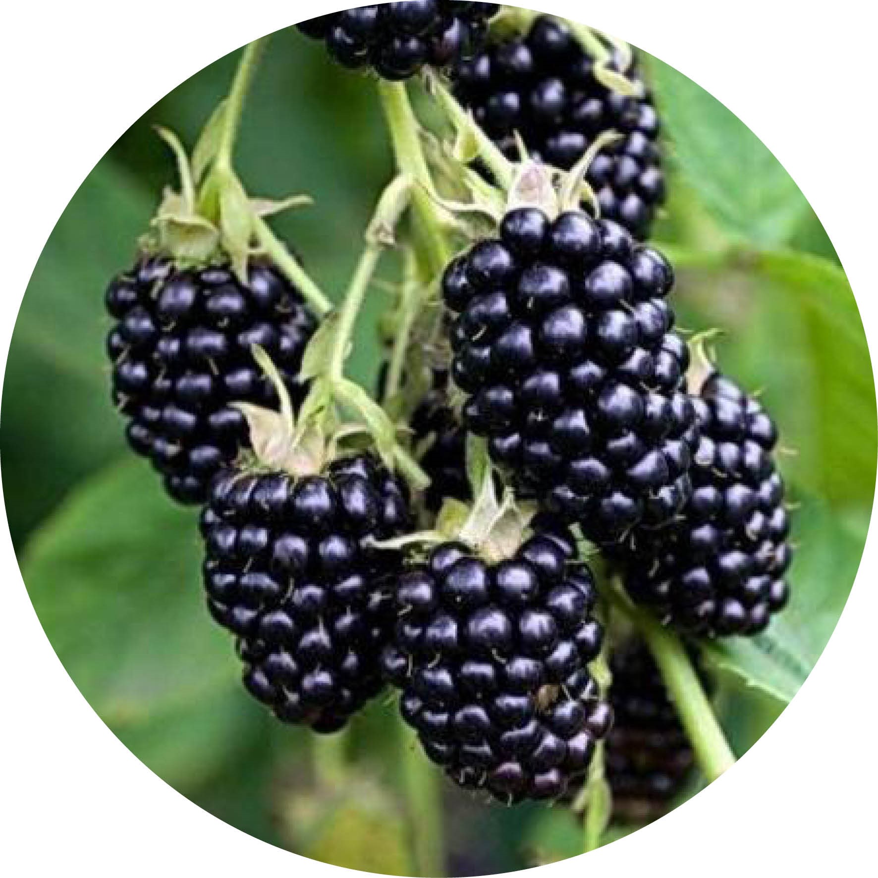 Bessen: fruit dat altijd lukt - Tuincentrum Pelckmans