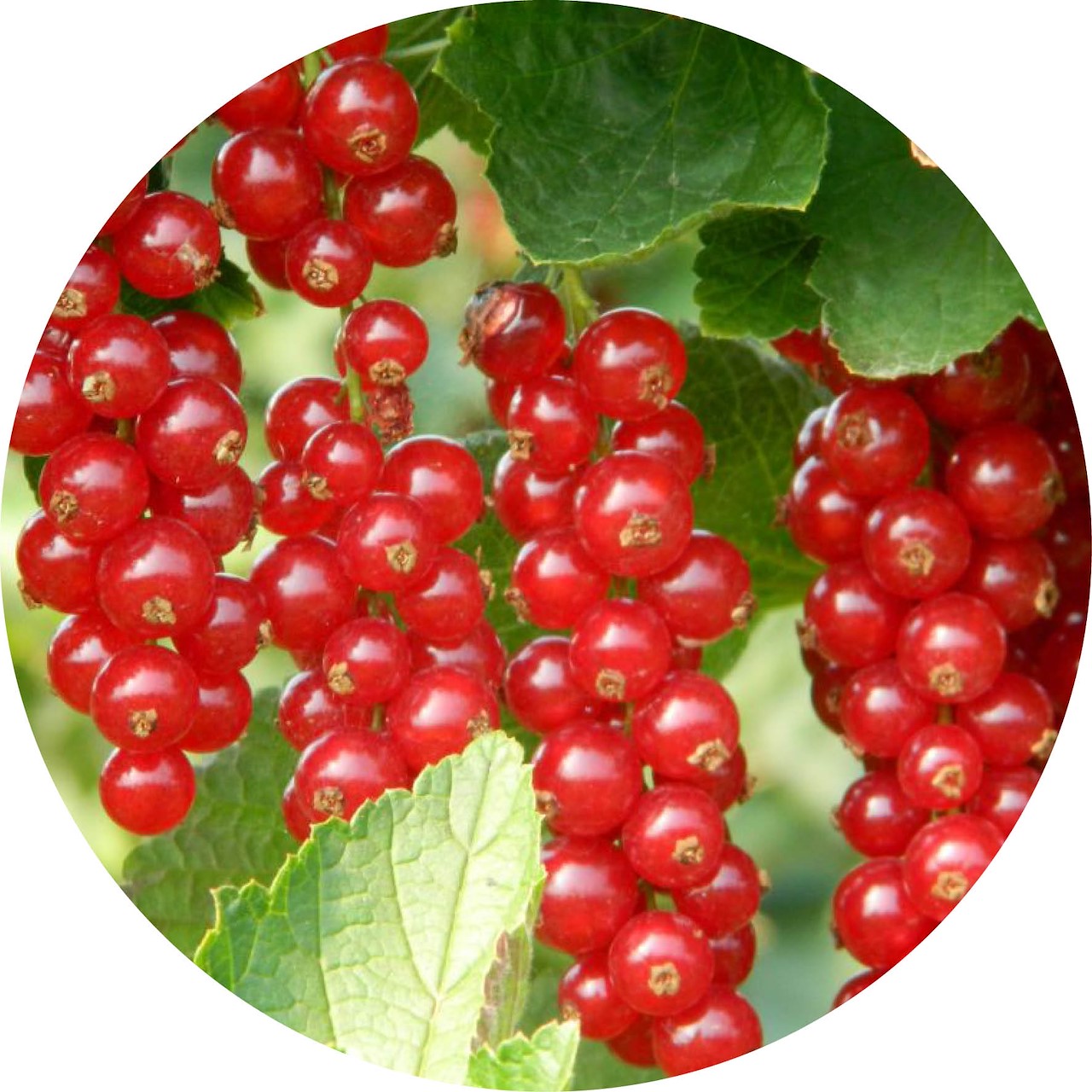 Bessen: fruit dat altijd lukt - Tuincentrum Pelckmans