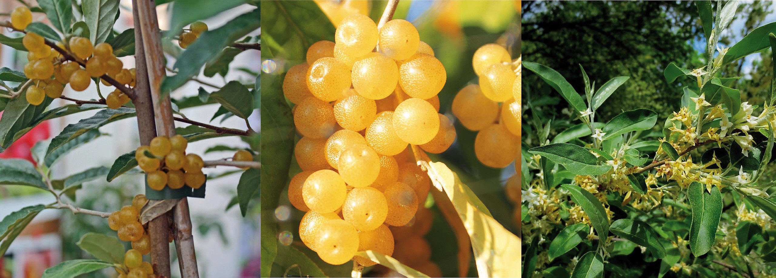 Bessen die verbazen - Tuincentrum Pelckmans