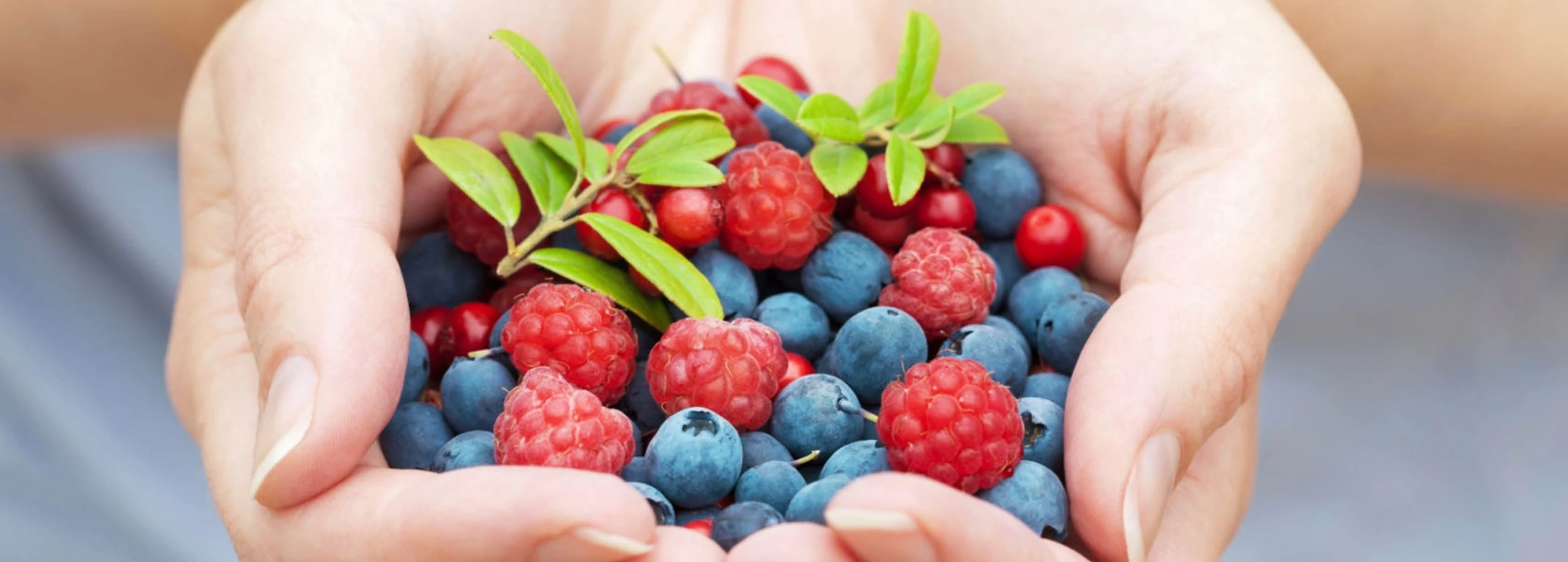 Bessen: fruit dat altijd lukt - Tuincentrum Pelckmans