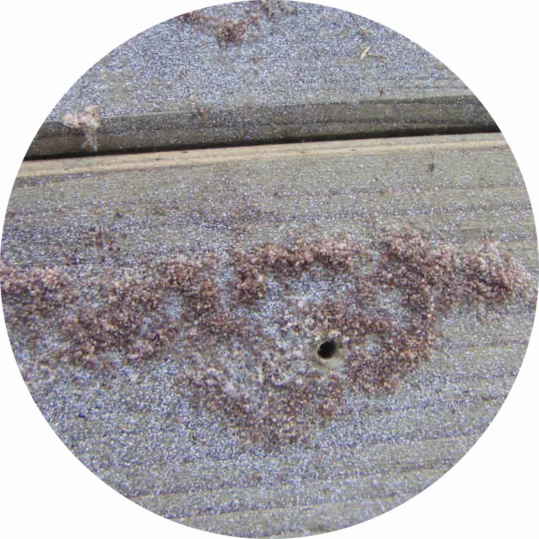 Bloedluizen bij kippen: wat doe je eraan? - Tuincentrum Pelckmans