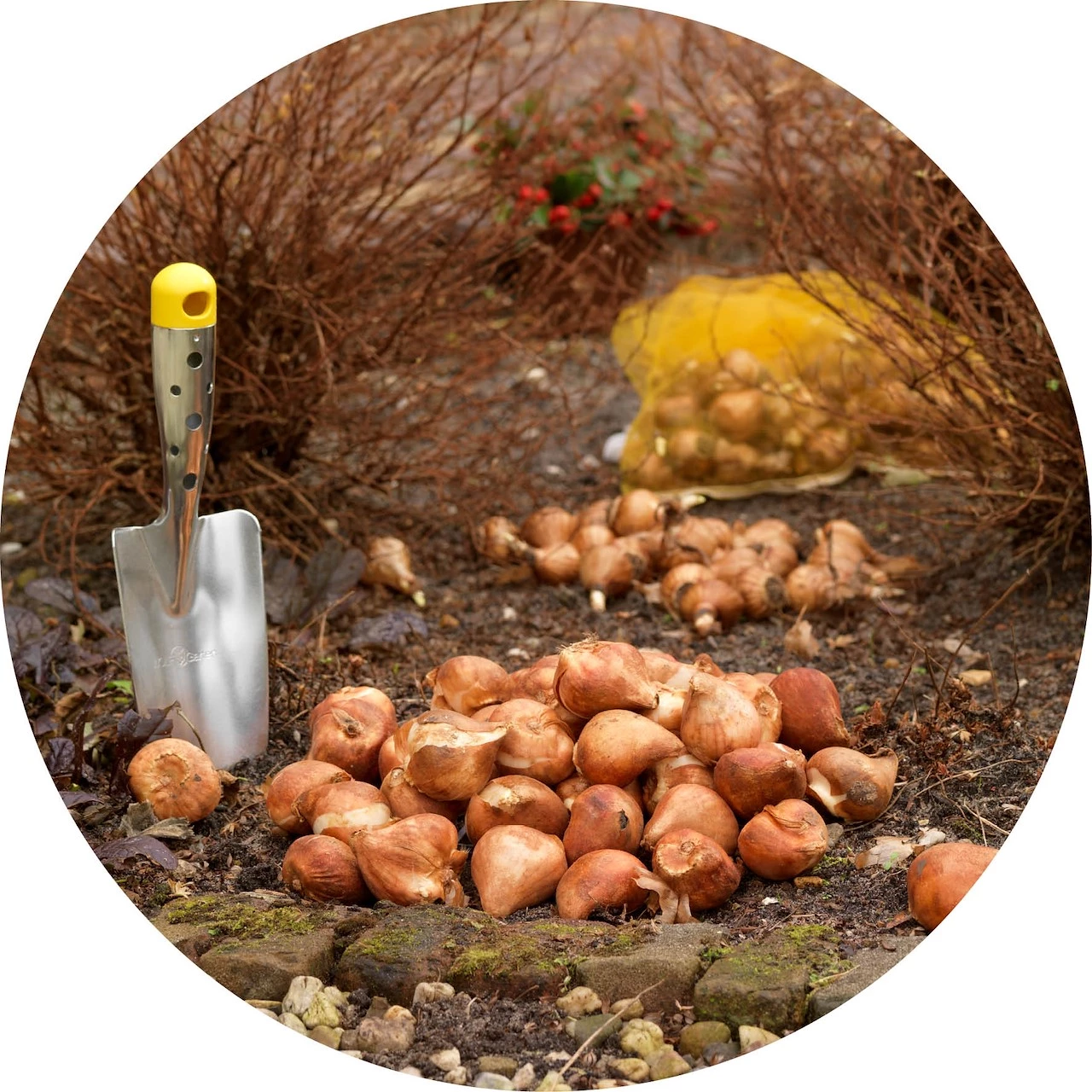 Zo leg je een bloemenborder aan - Tuincentrum Pelckmans