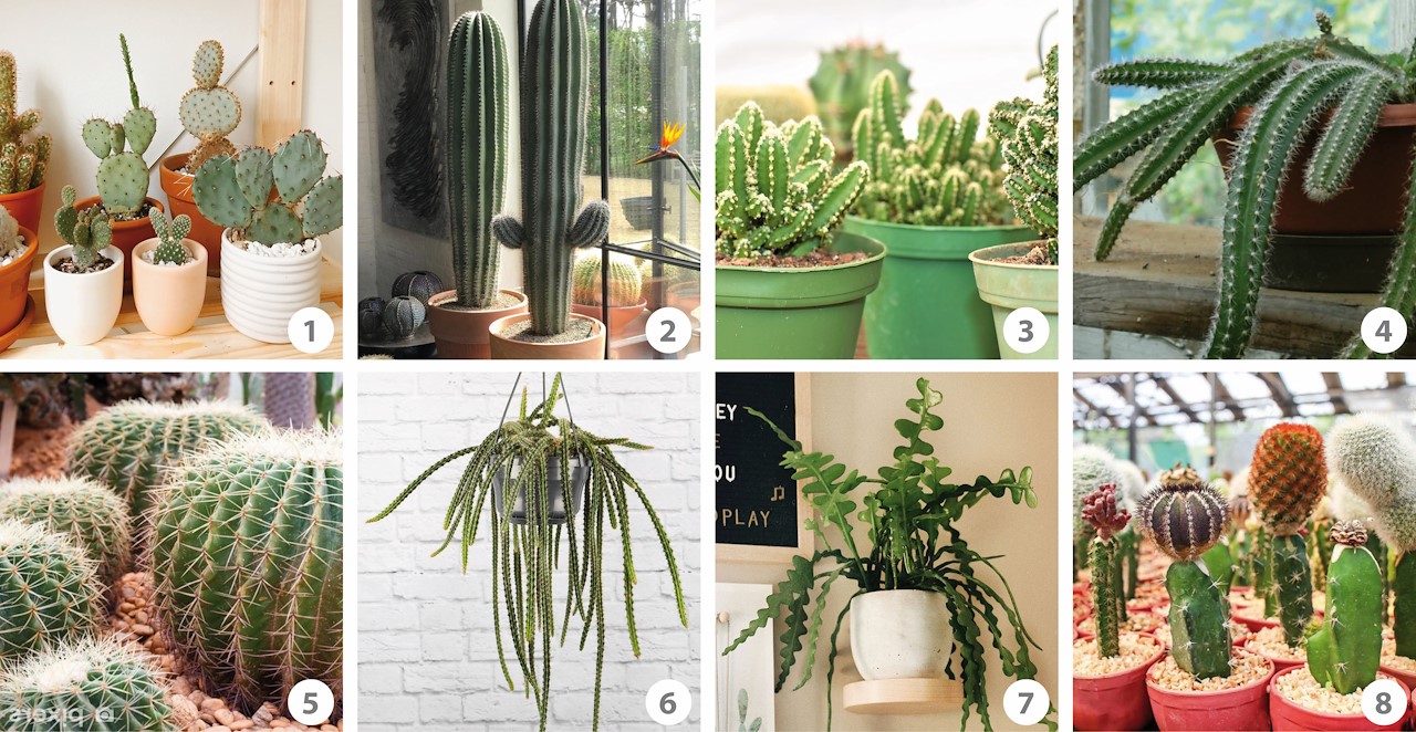 Simpel maar stekelig: de comeback van cactussen - Tuincentrum Pelckmans