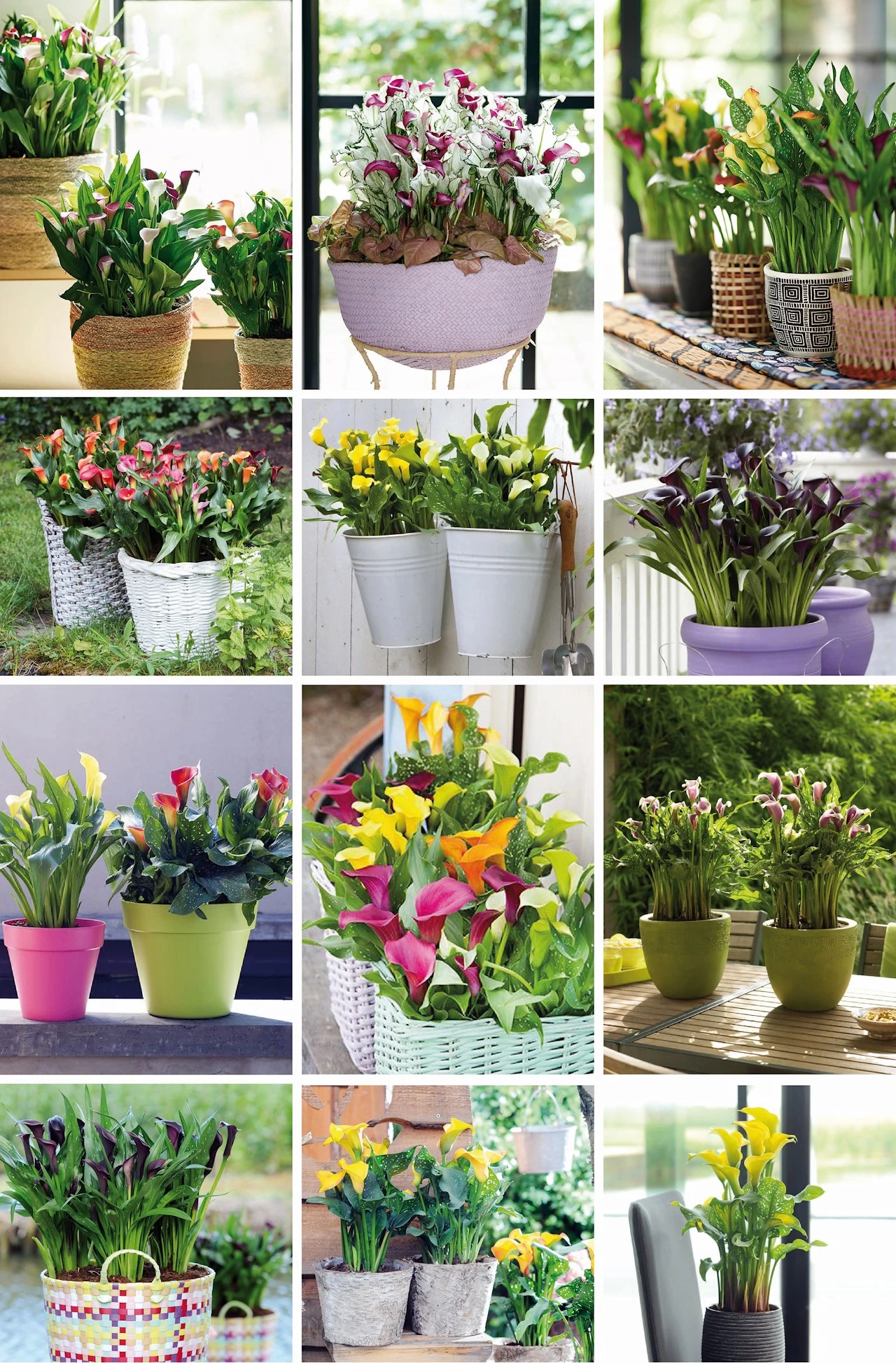 Kleurrijke kelken binnen & buiten met Calla - Tuincentrum Pelckmans